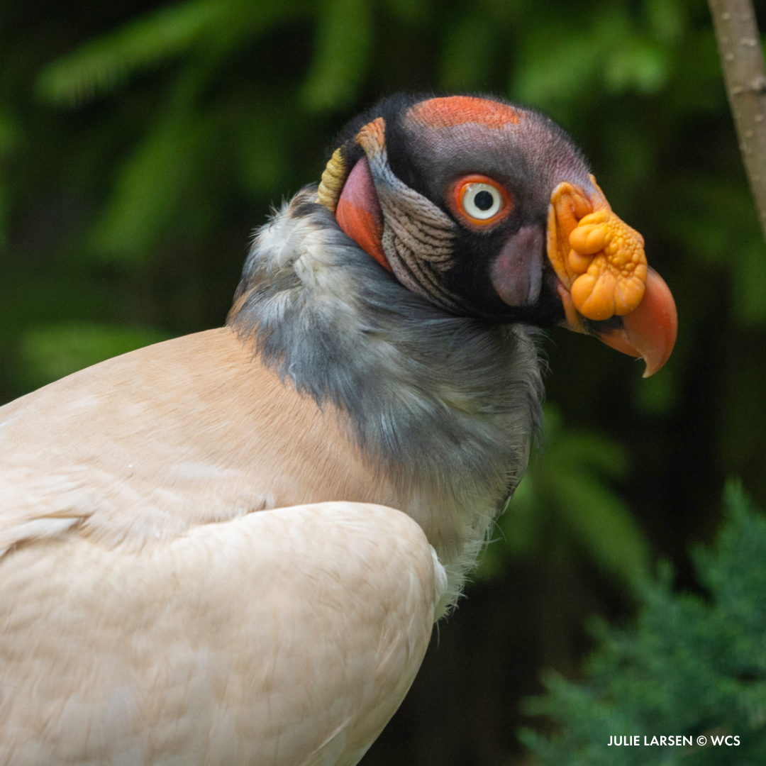 King Vulture Head