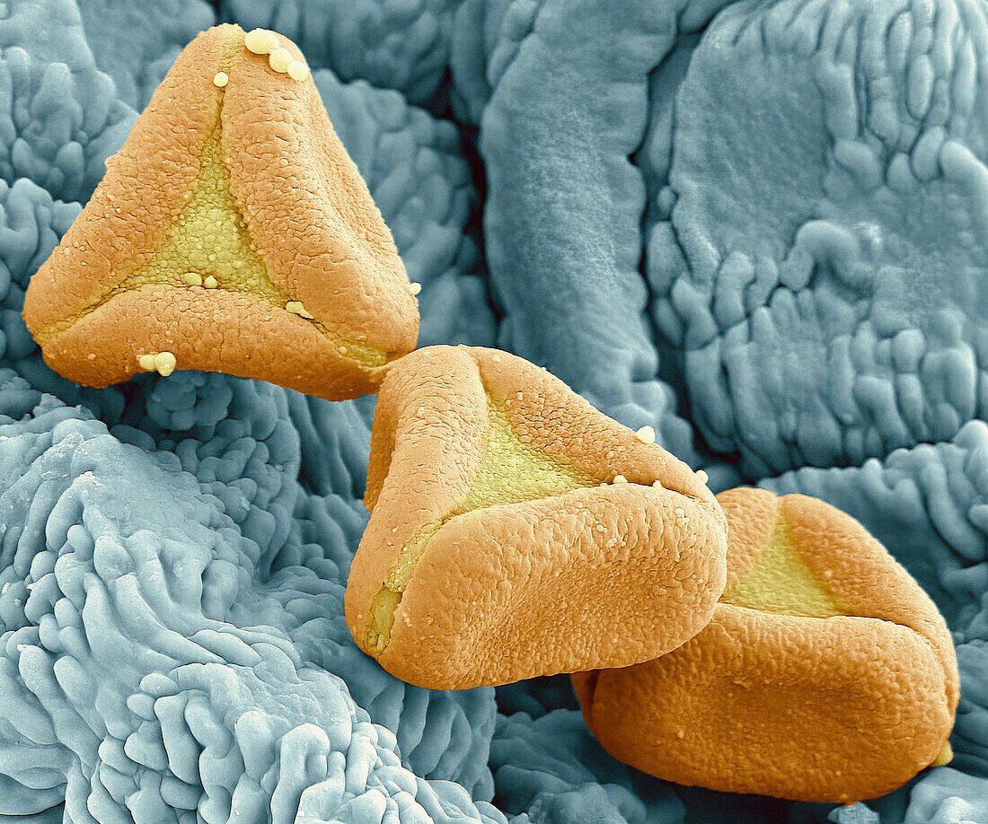 microscopic images. on Twitter: "eucalyptus pollen grains under the electron microscope https ...