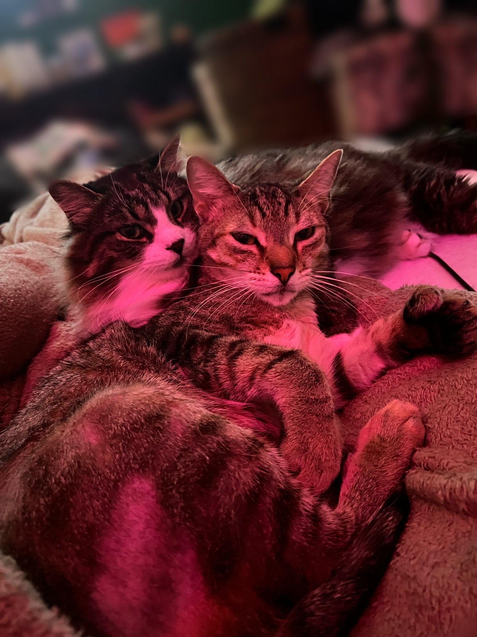 FairyInTheWild~♡︎ on Twitter: "My sons https://t.co/L5oYyK3veE" / Twitter