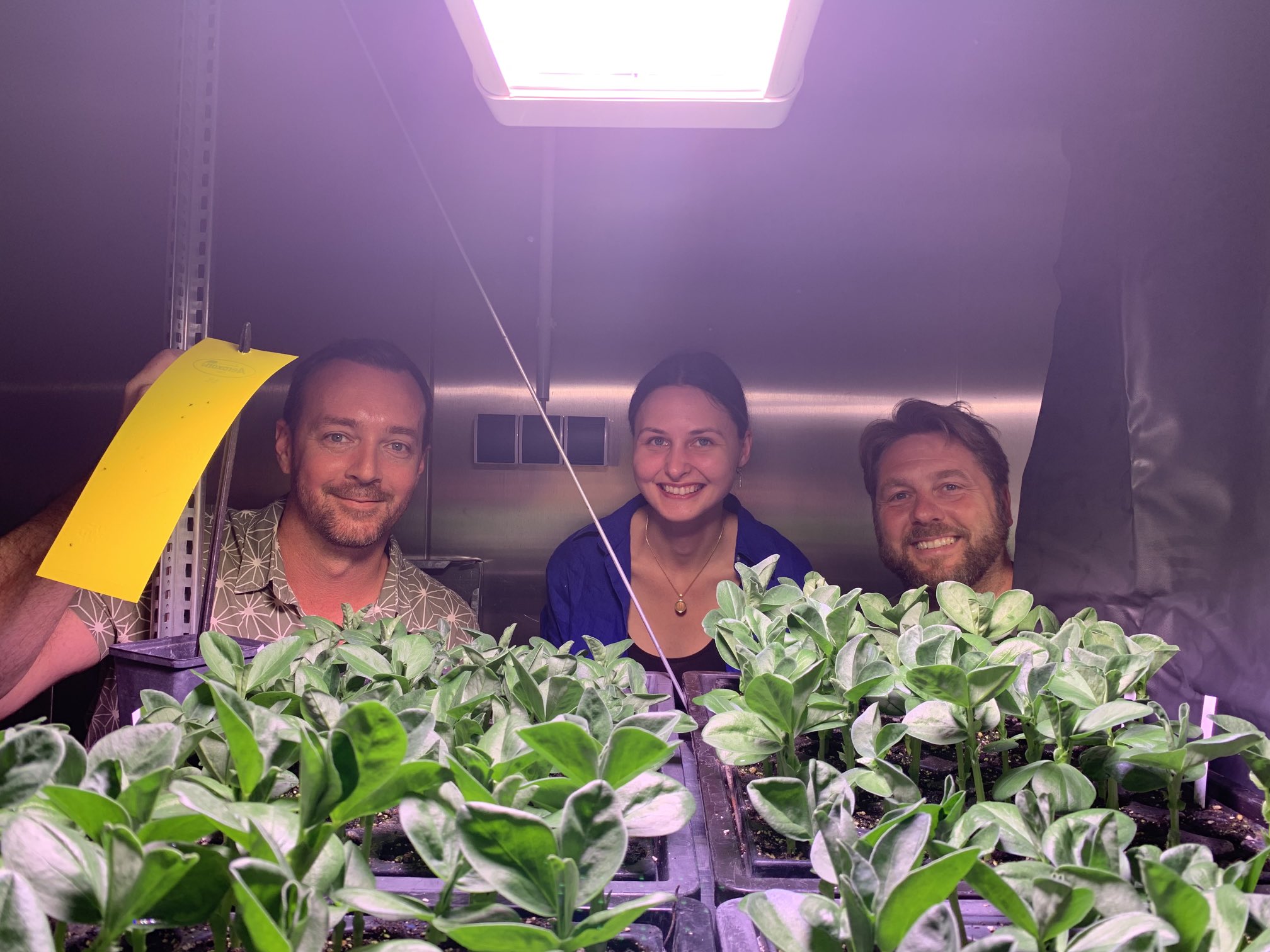 Lee Hickey on Twitter: "Speed breeding faba bean with the Giessen team! 🌱💥 https://t.co ...