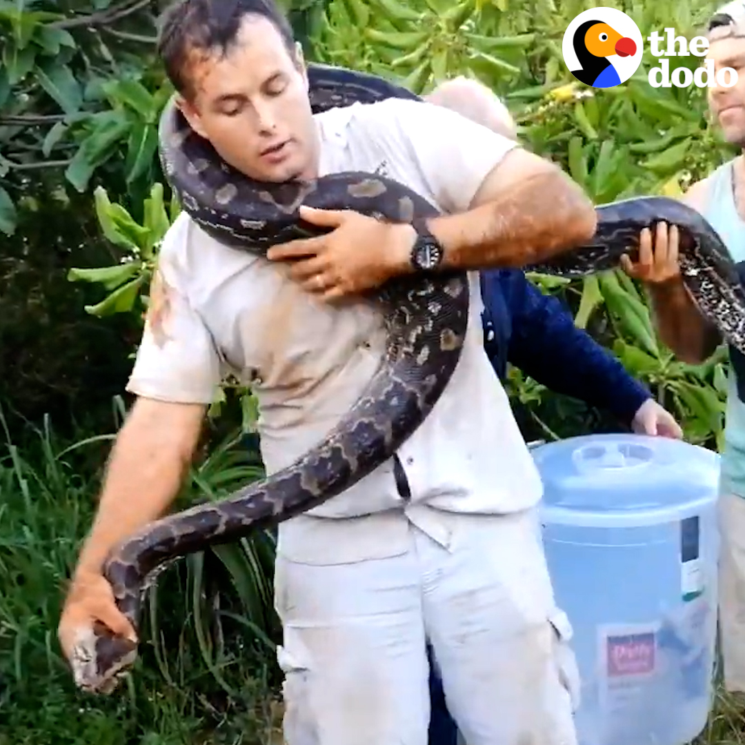 The Dodo On Twitter Guys Dig A Hole To Carefully Rescue A Protective Mama Python From A