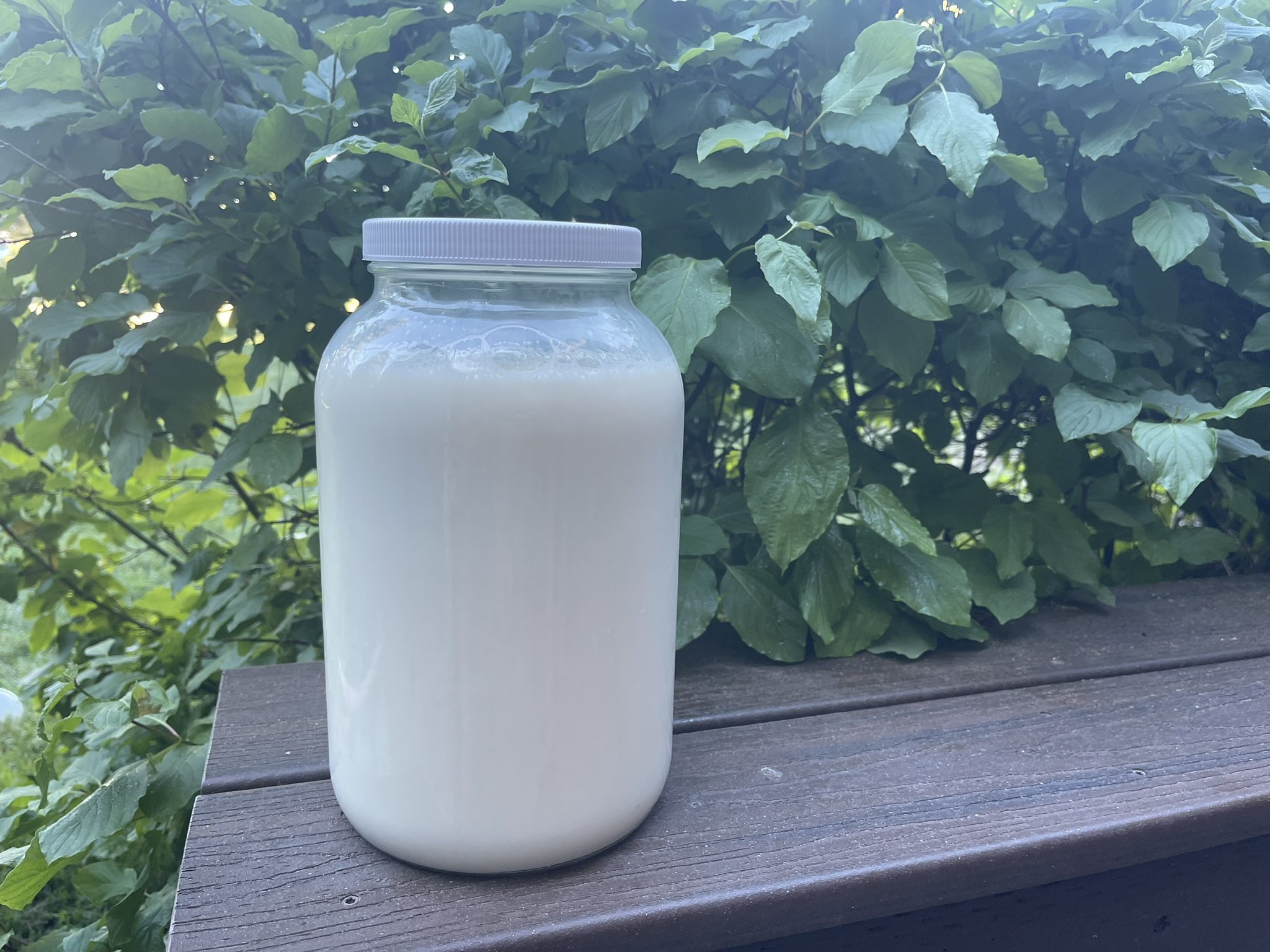 Kate on Twitter: "Fresh raw milk from a friend’s cow. Delicious! https://t.co/d3B6oVFEpu" / Twitter