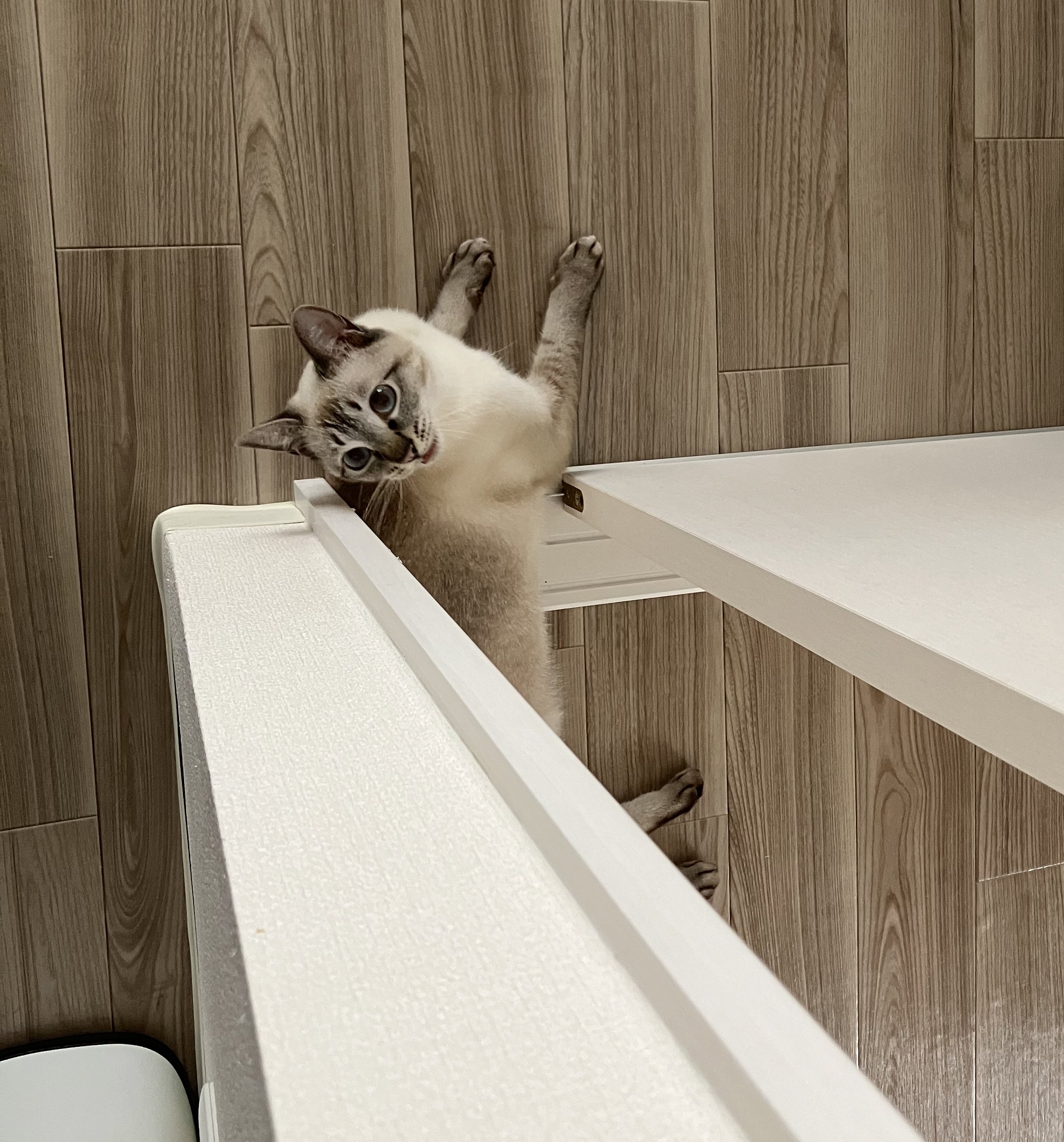 昼休みのねこ (@_roro_cat_) / Twitter