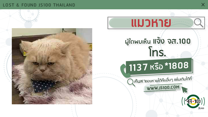 JS100Radio on Twitter: "แมวหายจากบ้านพักในกรมชลประทาน ปากเกร็ด จ.นนทบุรี ผู้ใดพบเห็นแจ้ง JS100 ...