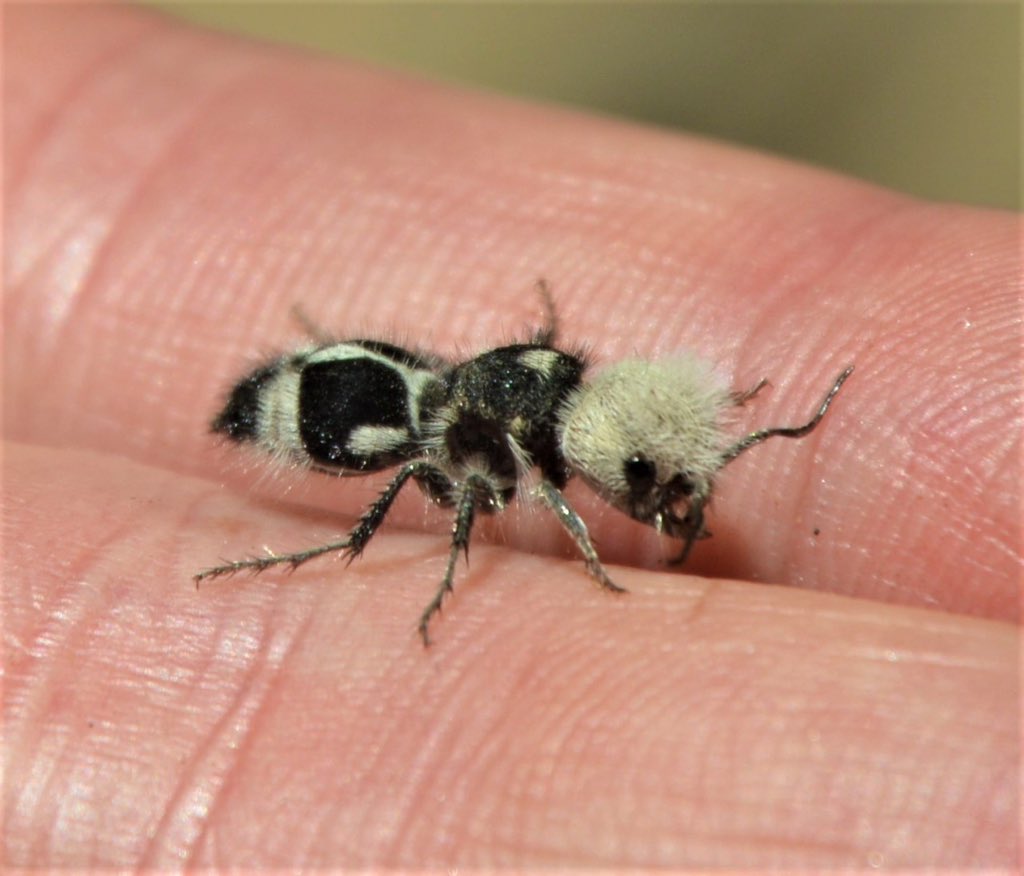 Panda Wasp