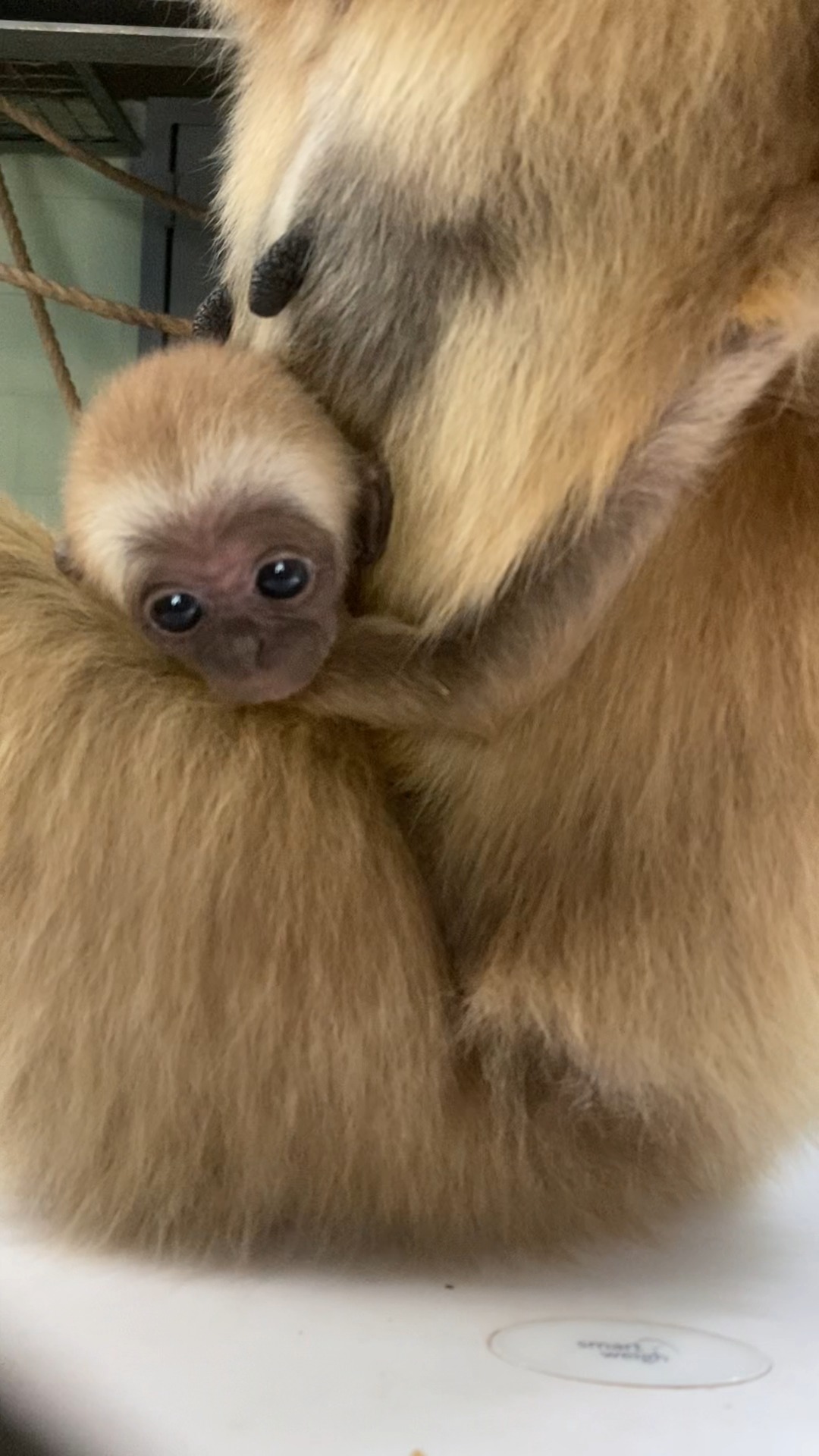 Baby Gibbon