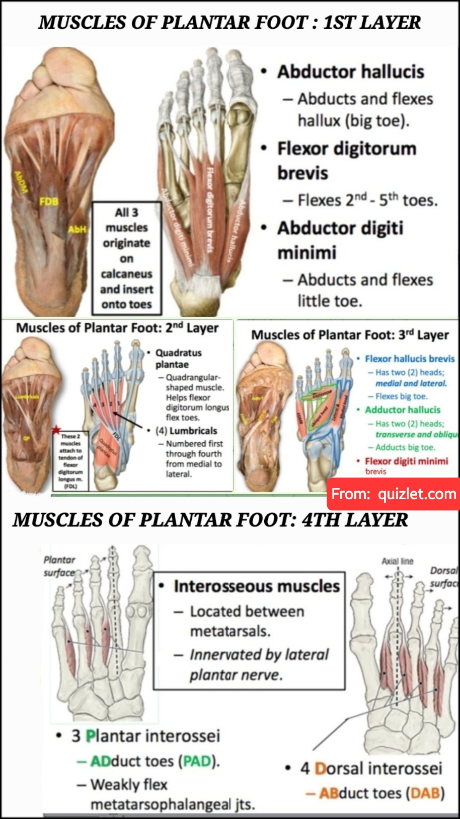 Plantar Foot Anatomy Nerves