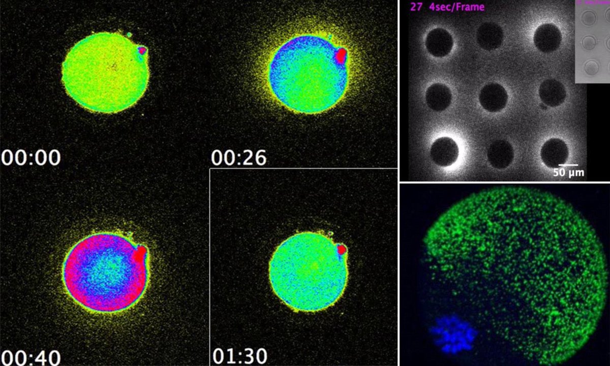 During conception, human eggs emit a burst of light. When an egg is ...