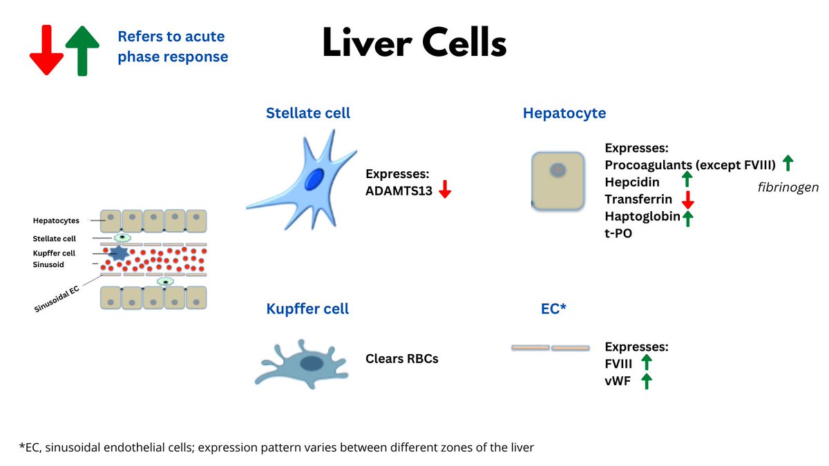 1/3 LIVER AND HEME OK, I admit I am in love with hepatology and want to ...