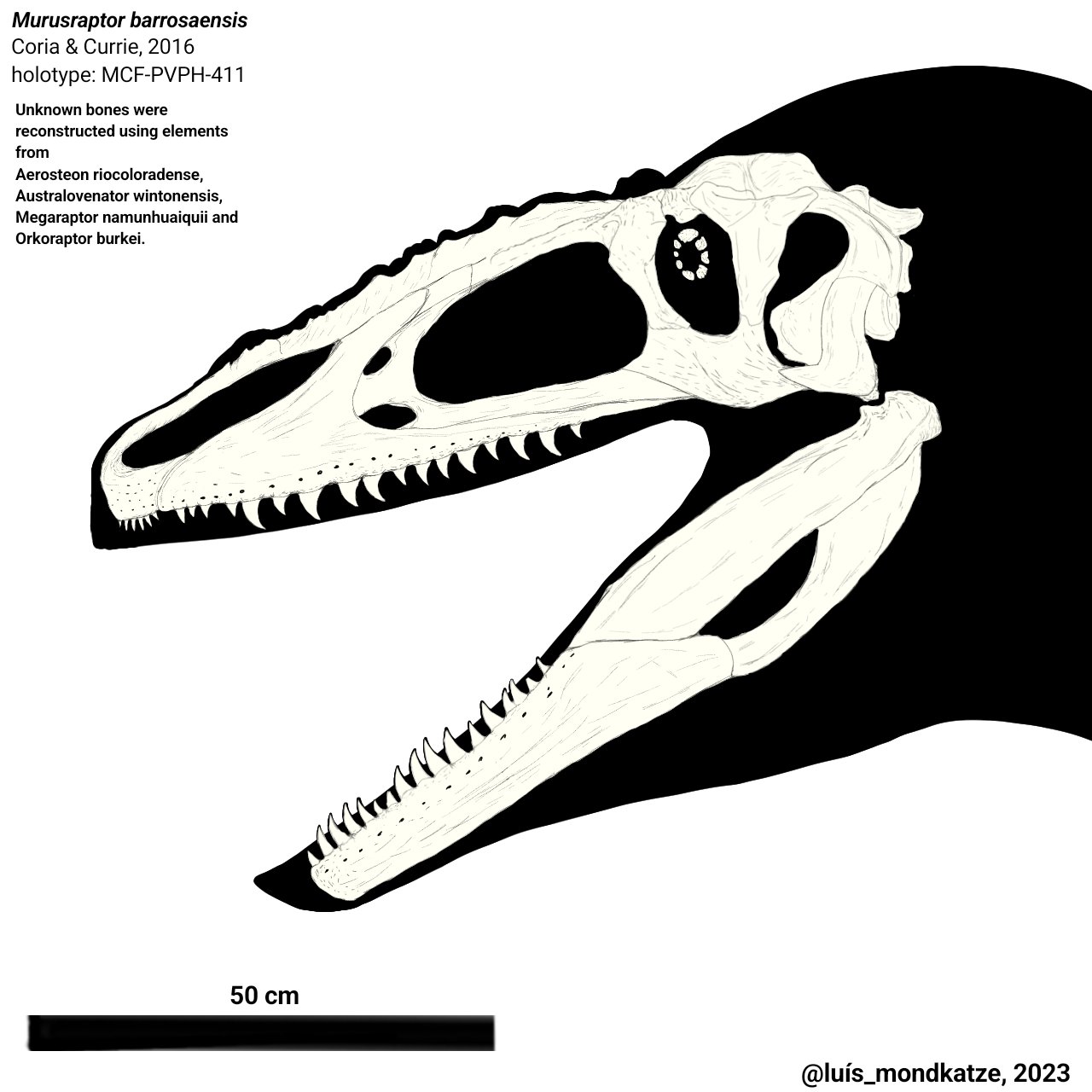 Australovenator Skeleton