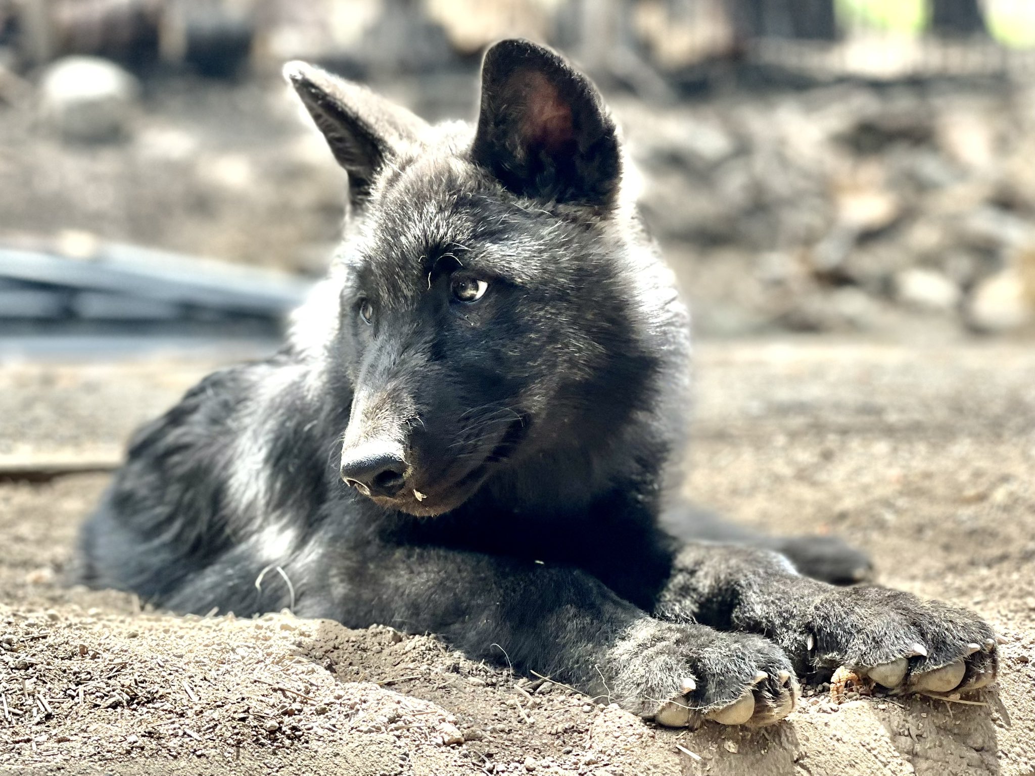Black Wolf Pup With Blue Eyes