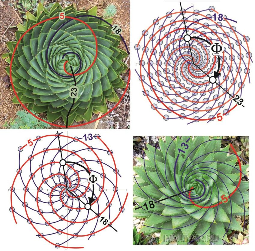 How many goals will Leo Messi score for Inter Miami? An unconventional ...