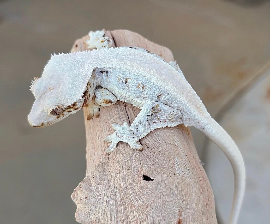 Albino Crested Gecko