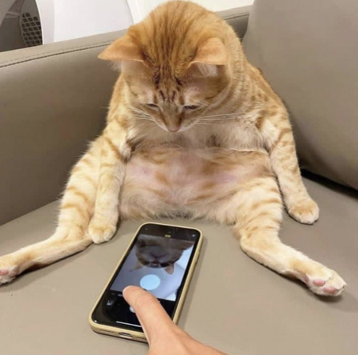 Why You Should Have A Cat On Twitter