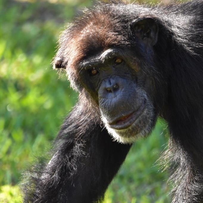 Chimpanzee Face Profile