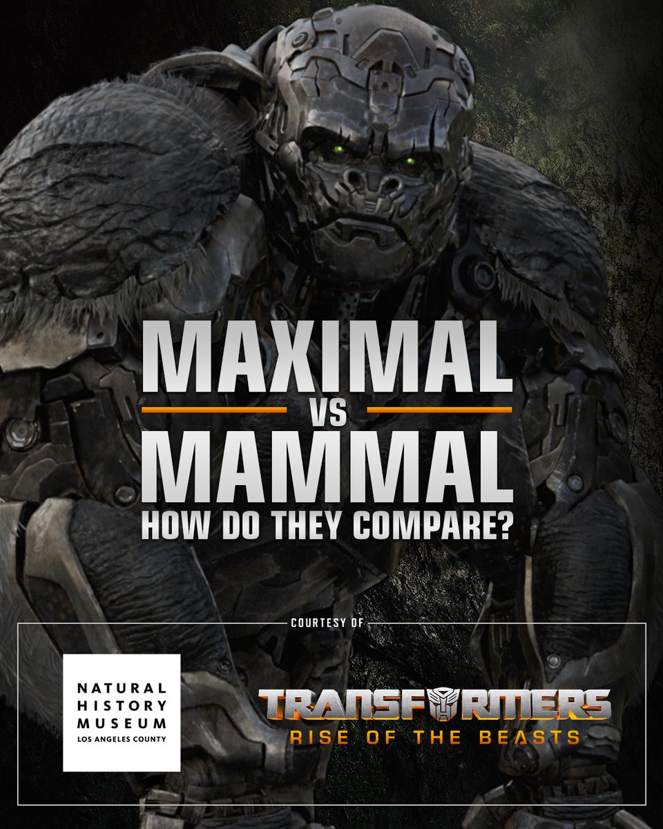 Transformers On Twitter Rt Nhmla 🦍 How Do Maximals And Mammals