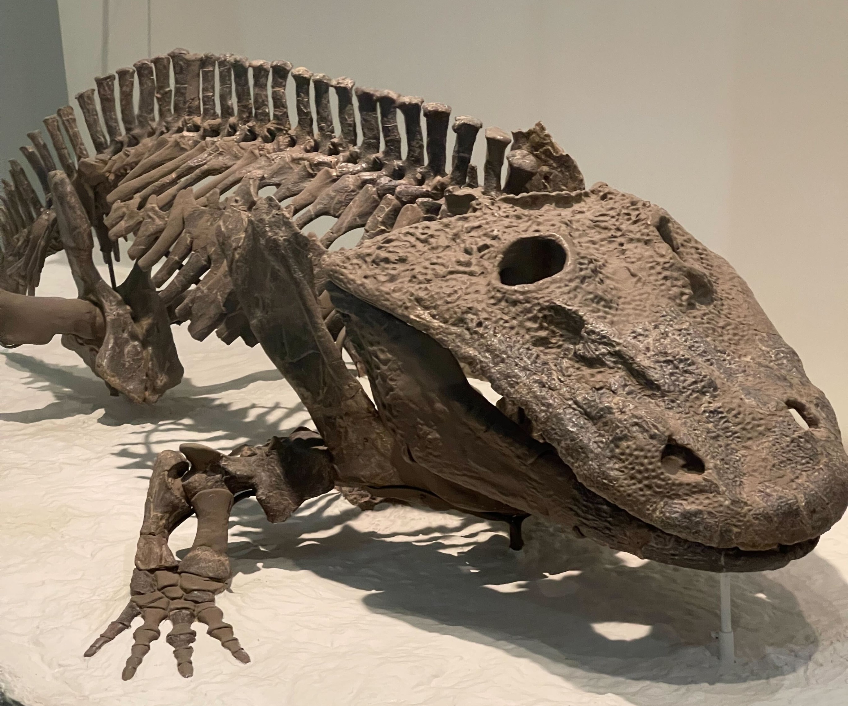 Eryops Skeleton