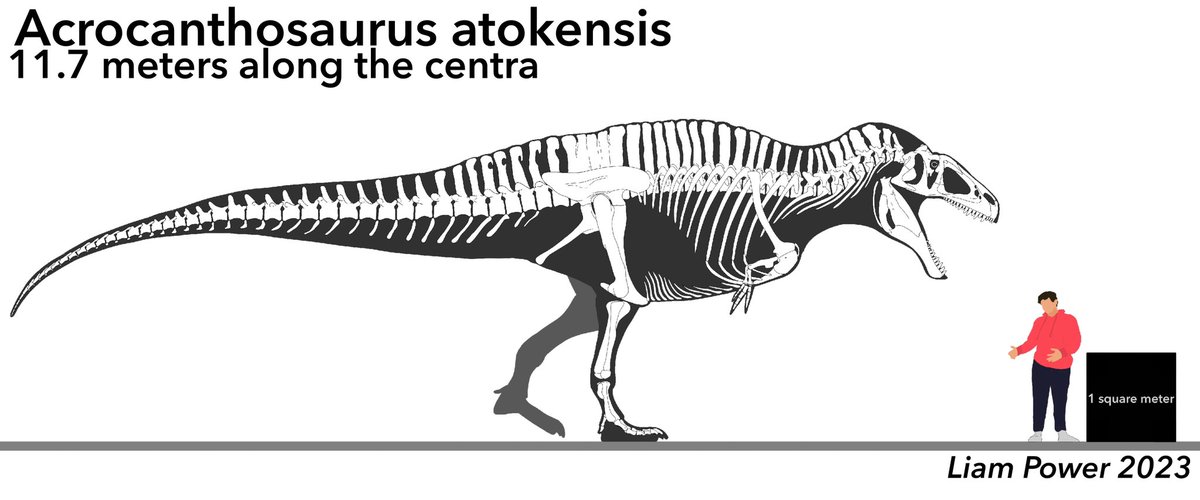 Acrocanthosaurus Skeleton