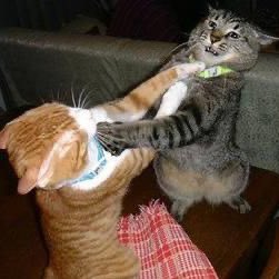 tsuki🫠| QSMP on Twitter: "RT @kyottage: guapoduo cellboier"