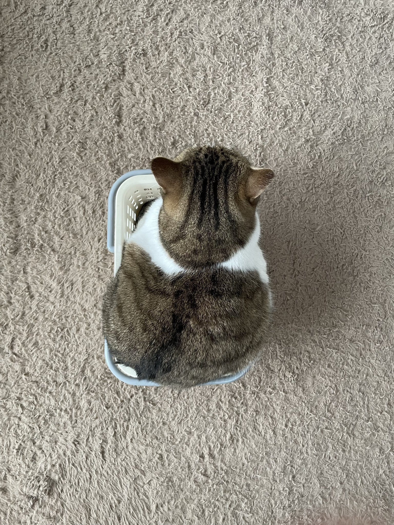 rin on Twitter: "@ragkote 真上からどうぞ😊 https://t.co/y8yBU1mh8V" / Twitter