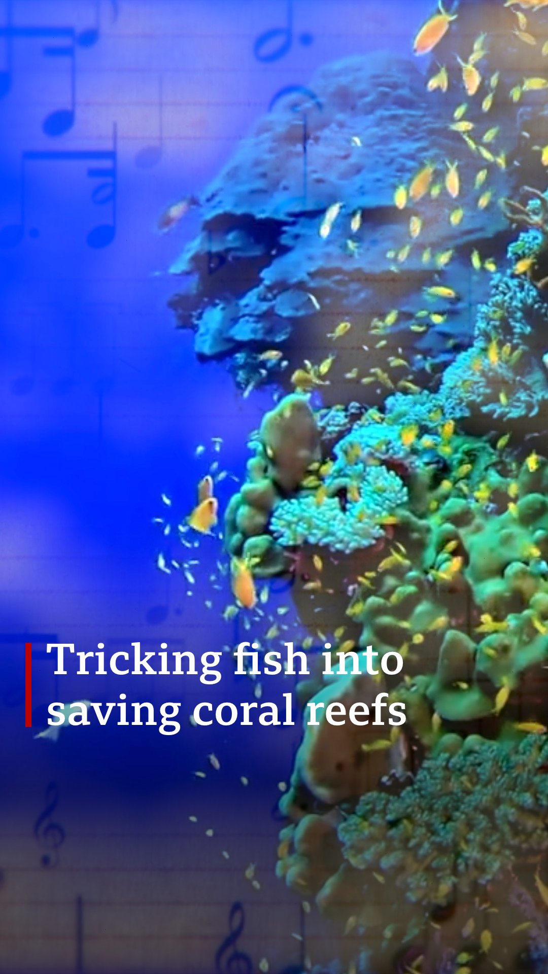 Coral Reef Meme