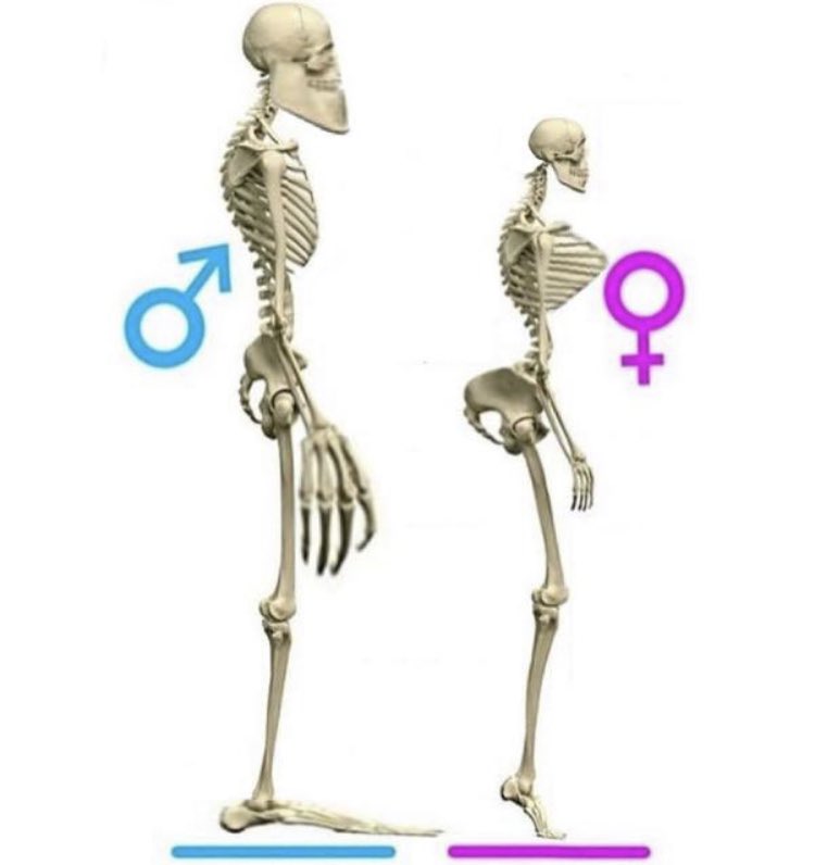 Male Versus Female Skeletal System
