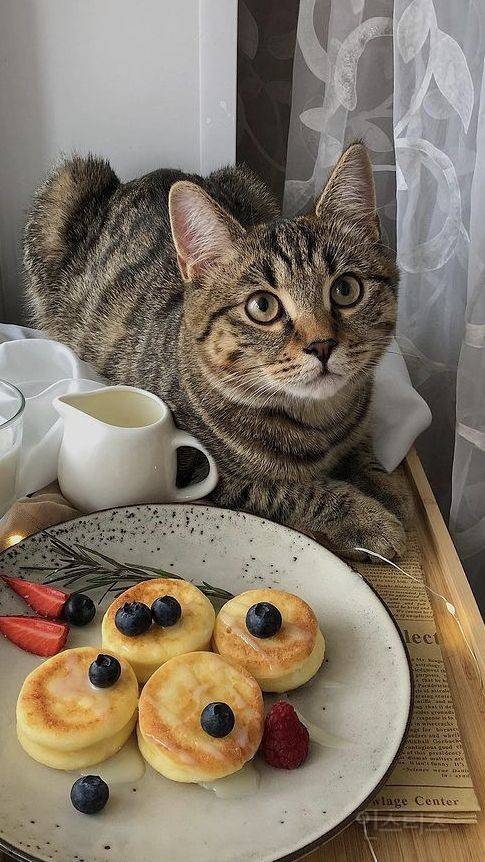 인스티즈(instiz) on Twitter: "😺어서오세요 Sunday세트 예약하신 집사님 맞으시죠? https://instiz.net/pt/7413449"