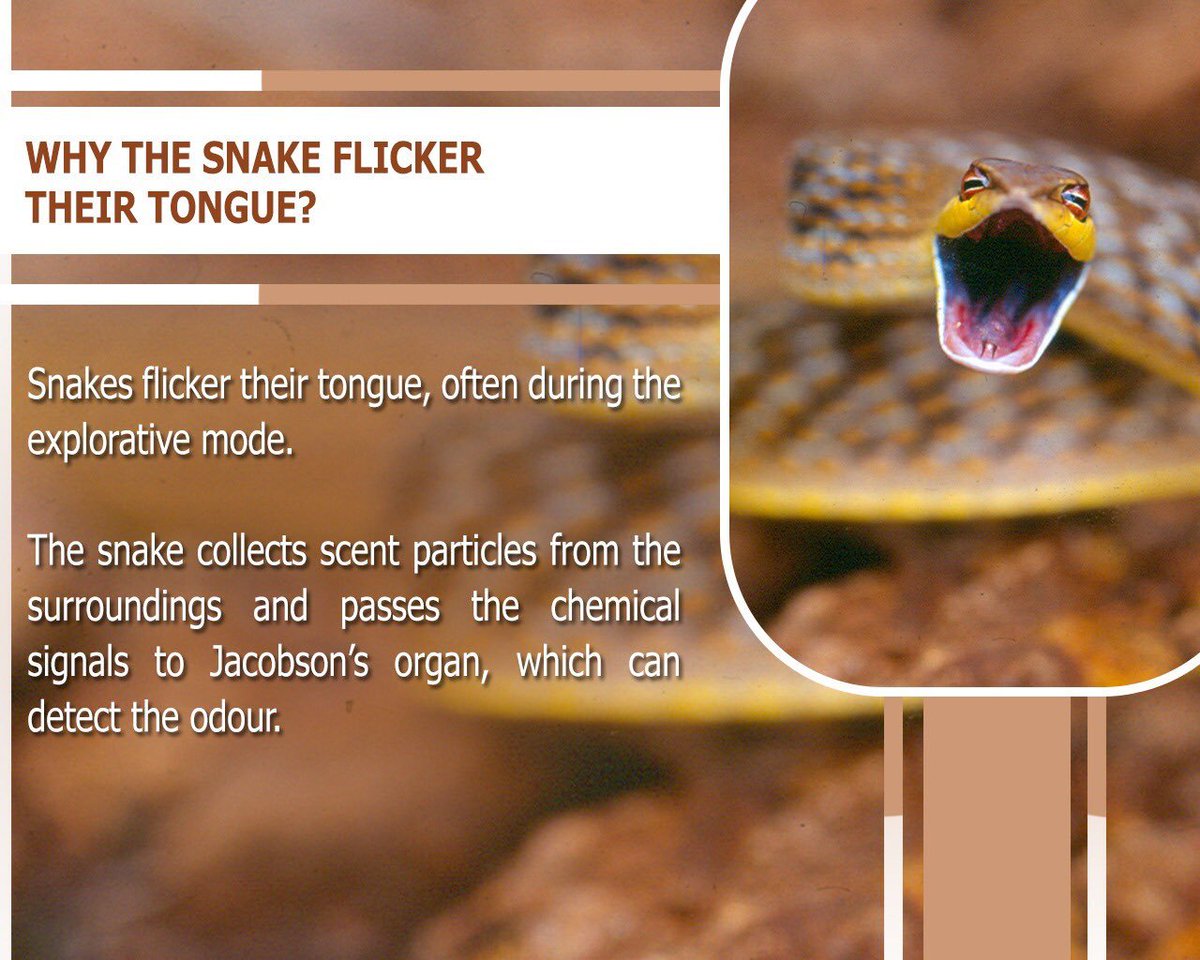 Every year, the 16th of July is observed as World Snake Day. This day ...