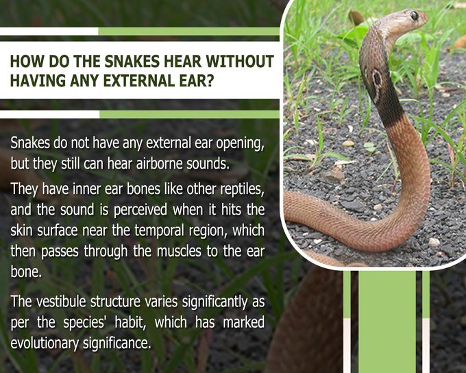 Every year, the 16th of July is observed as World Snake Day. This day ...