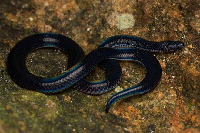 Every year, the 16th of July is observed as World Snake Day. This day ...