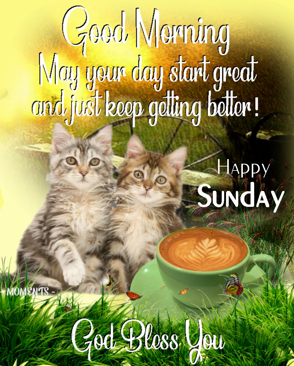 Happy Sunday Cat