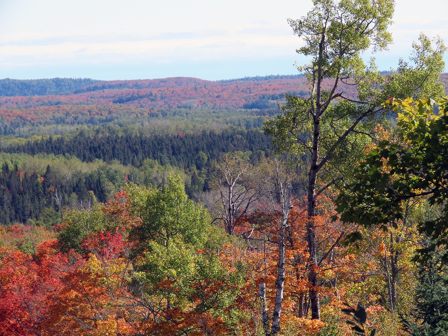Minnesota Boreal Forest