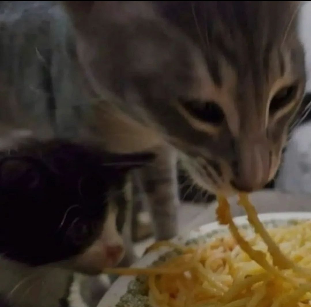 Spaghetti Cat Gif