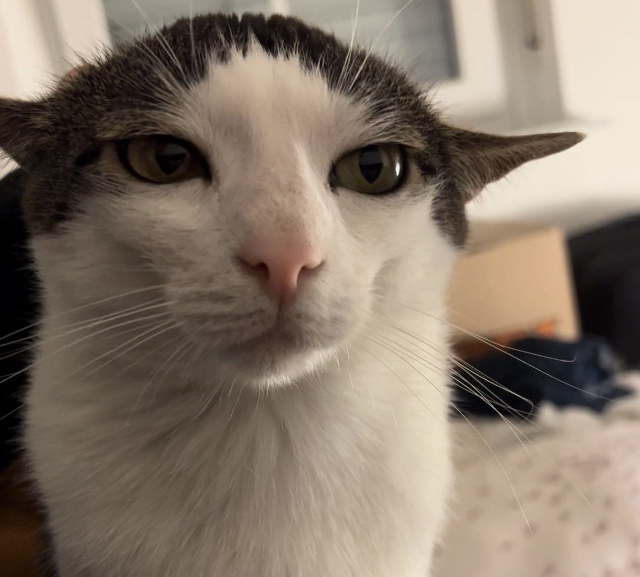 Rhino on Twitter: "@DailyLoud Adam22 watching this before he sleeps ...