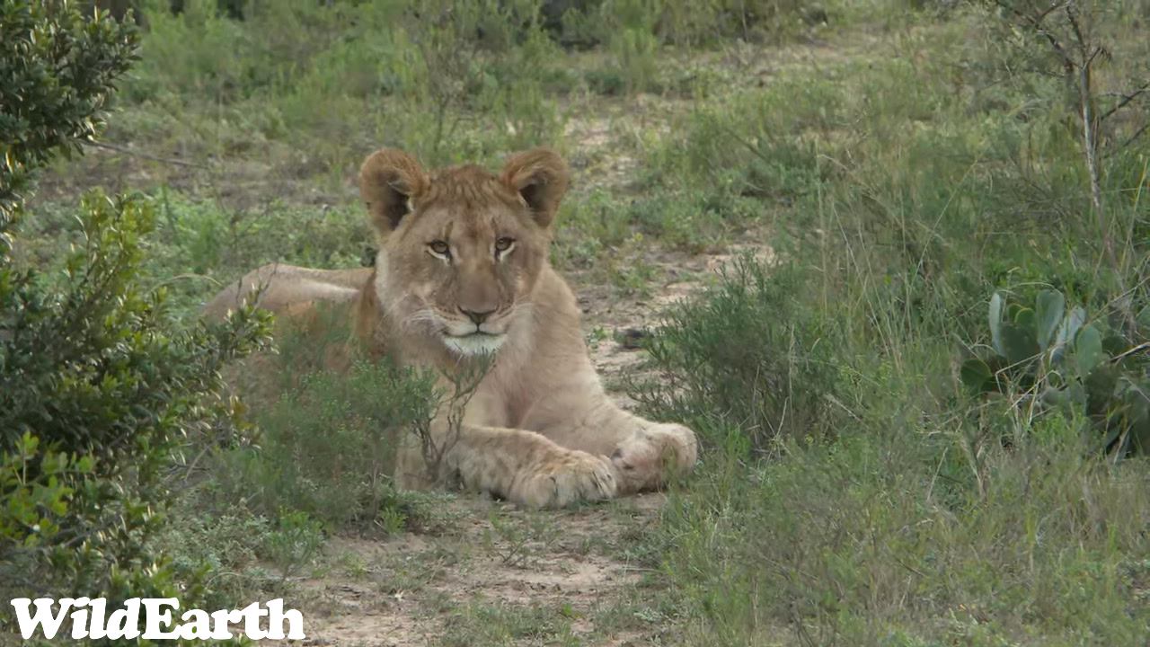 Smile For The Camera Lions