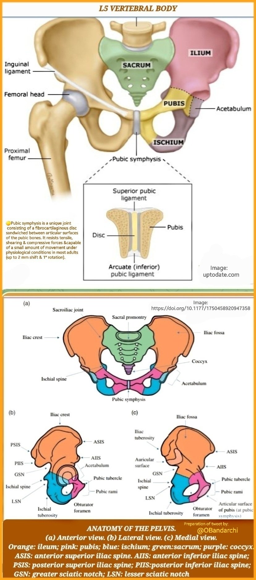 Psis Pelvis