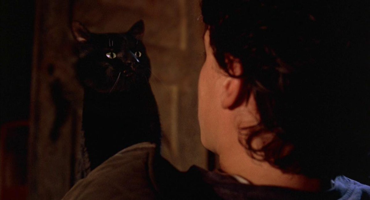 Thackery Binx Gif