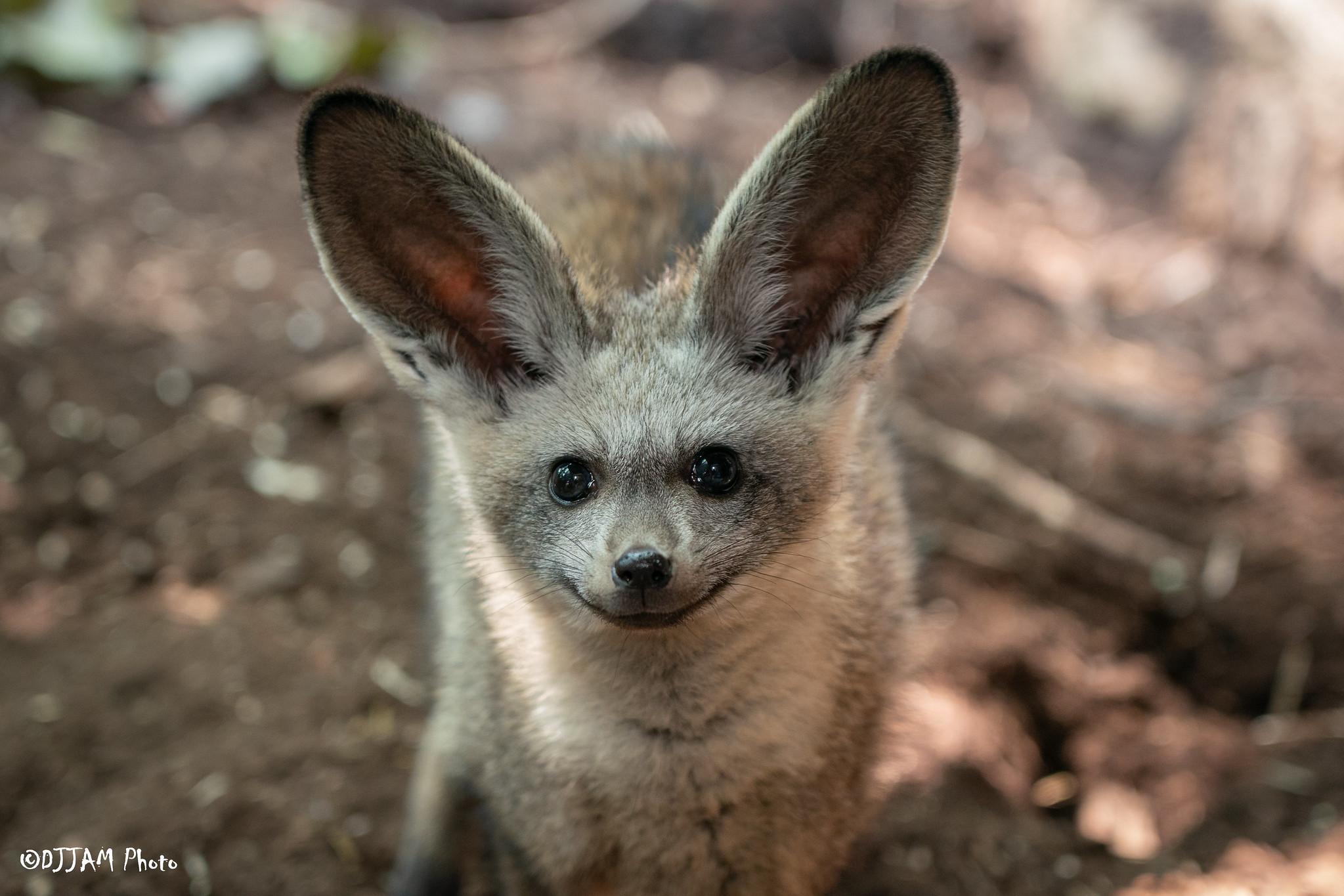 Bat Eared Fox Baby