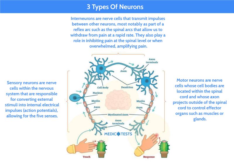 Types Of Neurons