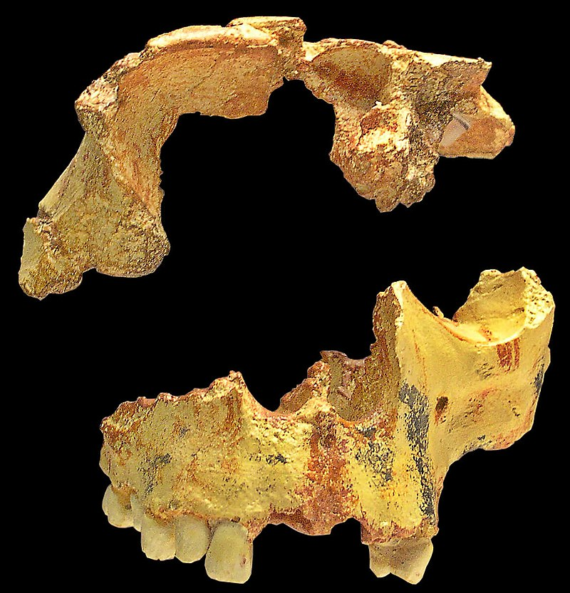 En Atapuerca todos los años son especiales aunque este podría ser el ...