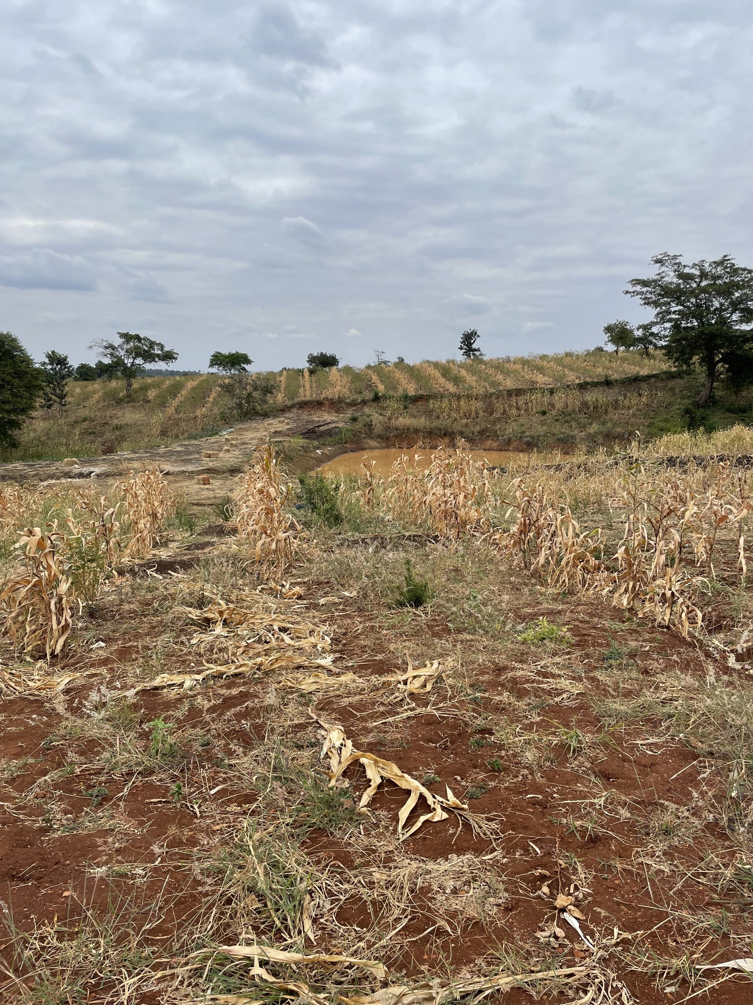 Mutuma Mathiu 🇰🇪 on Twitter: "In Makandune the heat has taken back the land. If the rains come ...