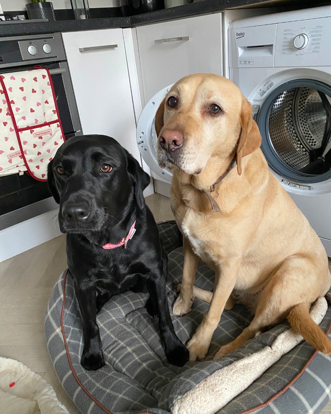 PDSA on Twitter: "This is Rosie and Bella. They may look similar, but they couldn't be more ...