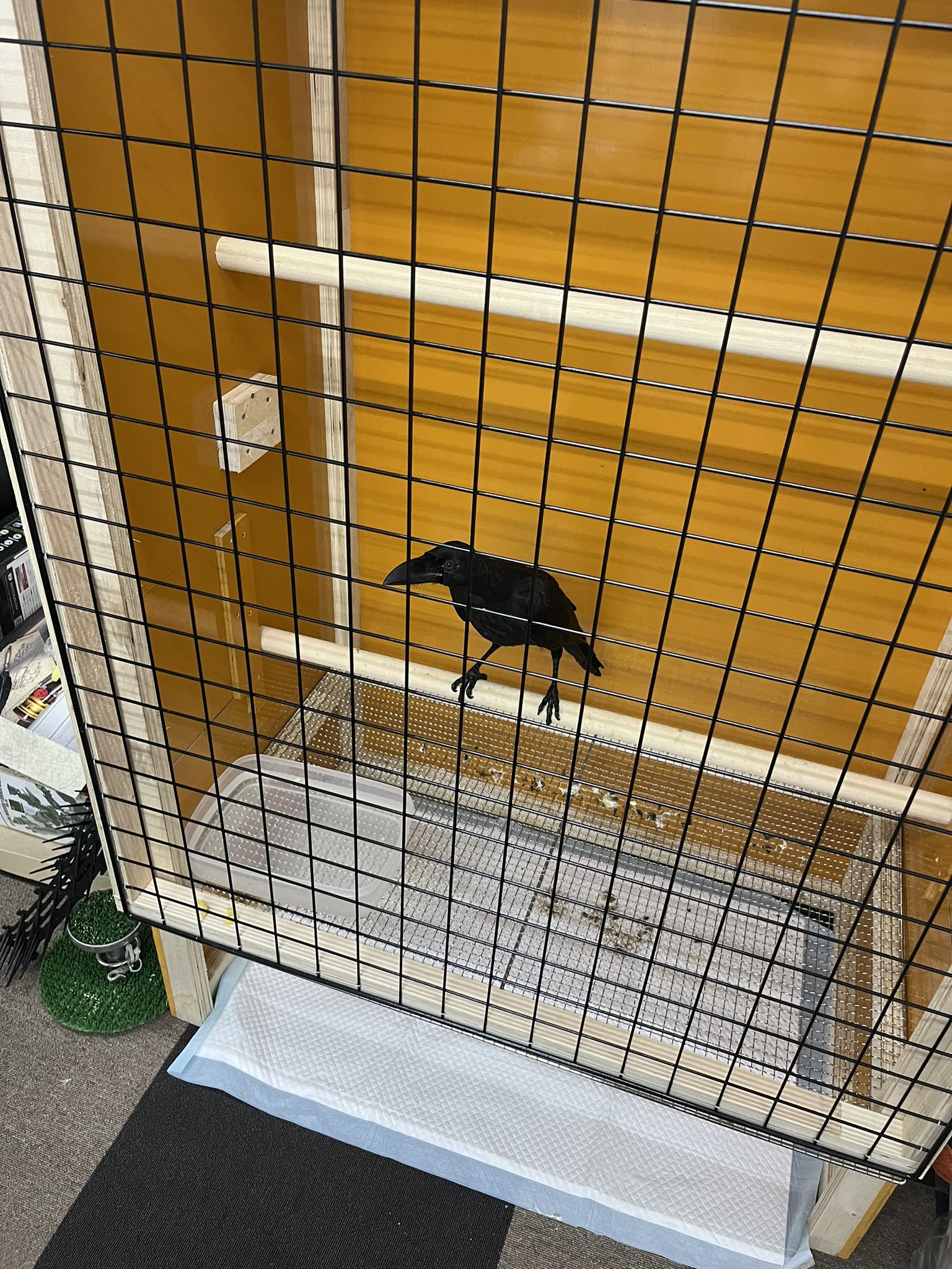 森田展義(吉本新喜劇)comedian On Twitter 今日も投票お願い致します 森田展義(吉本新喜劇)comedian 6rguo7fere