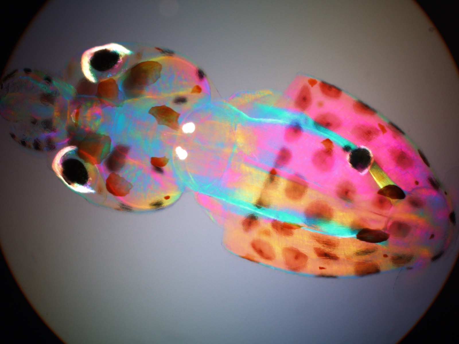 Marine Biological Laboratory (MBL) on Twitter: "It's #MicroscopyMonday, so let's take a a peek ...