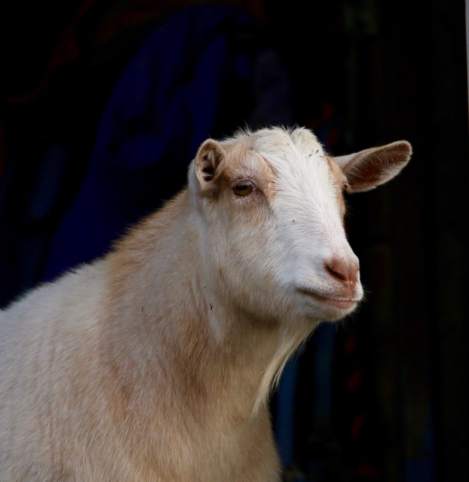 Goat Face Side