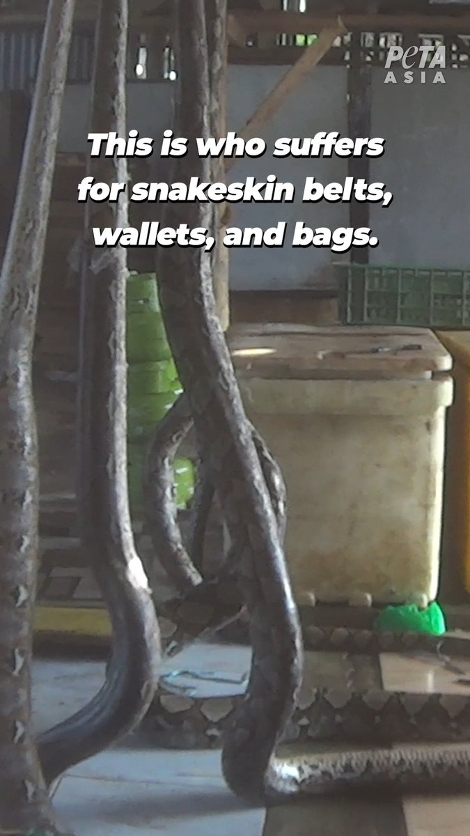 PETA on Twitter: "If this video’s hard to watch, it’s a sign that snakeskin shouldn’t be in your ...