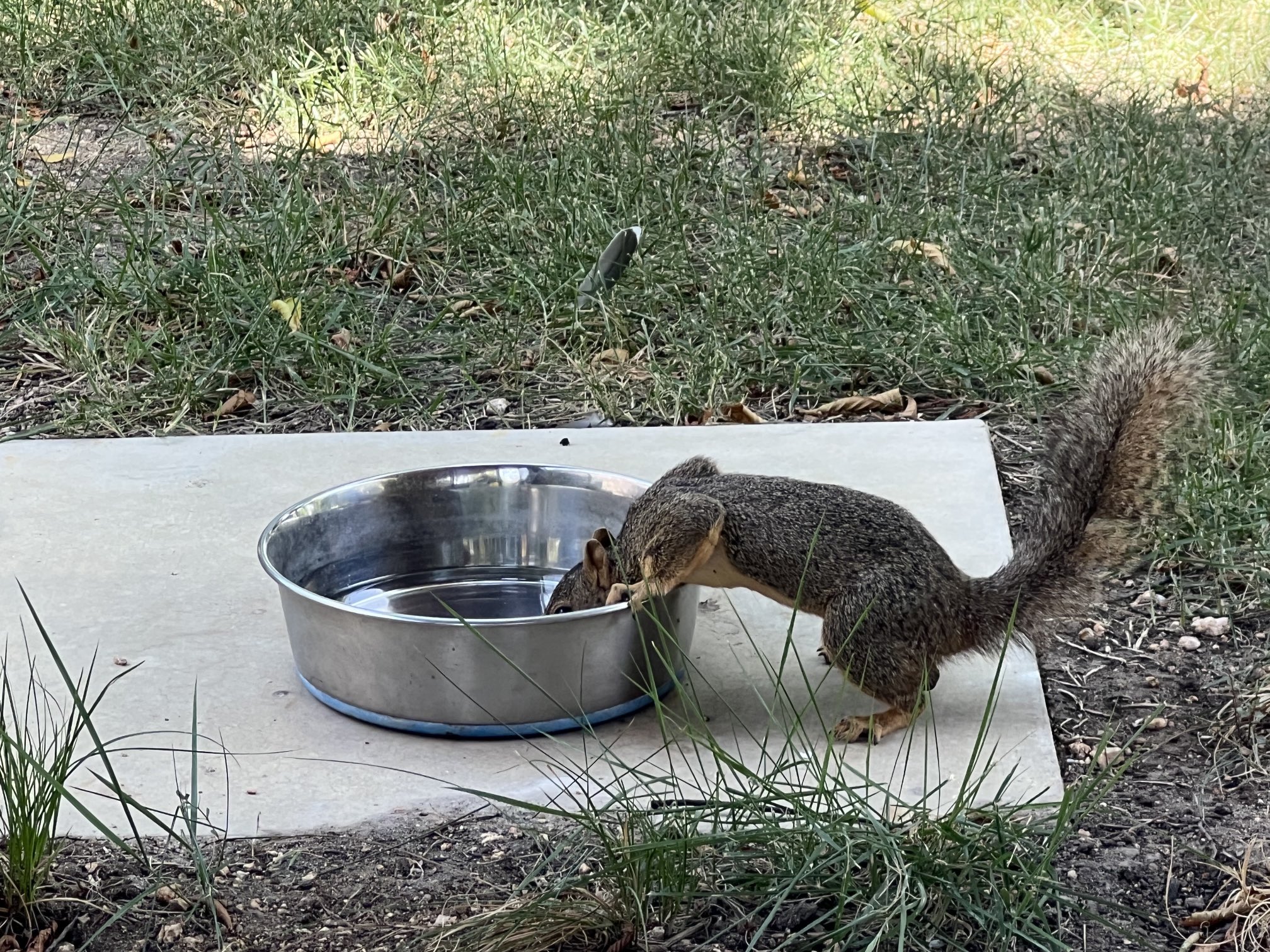 TheHistoryOfTheAmericans on Twitter: "Thirsty squirrel. https://t.co/rkBav6nxm7" / Twitter