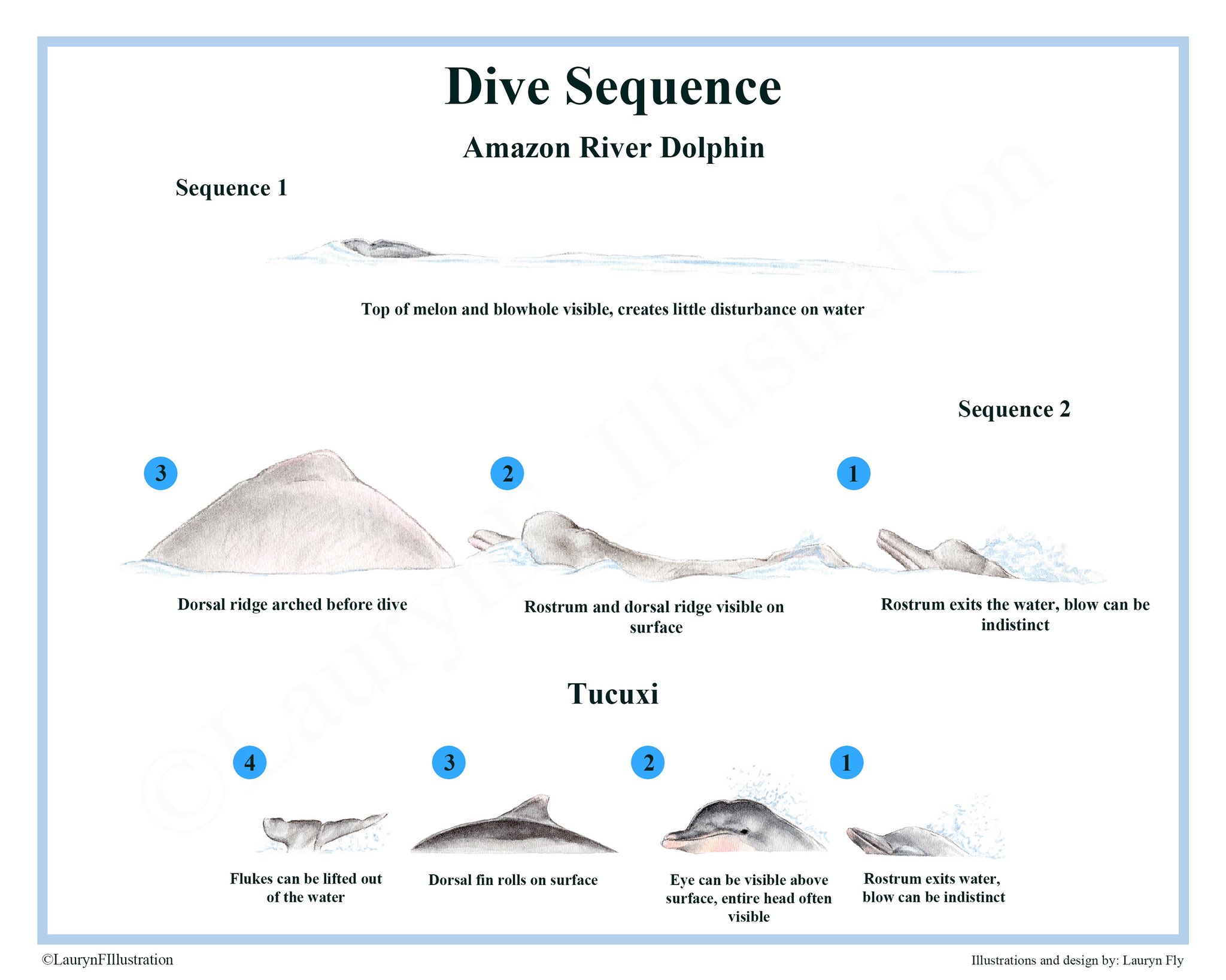 Lauryn on Twitter: "Understanding a species’ dive sequence can help ...