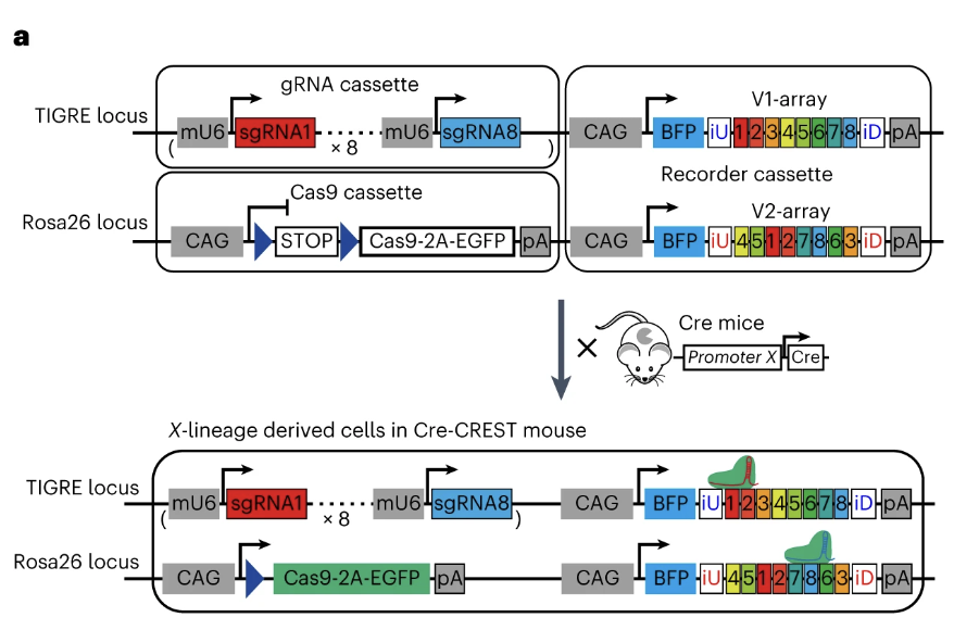 Nature Methods on Twitter: "CREST is a CRISPR-barcoding based tool developed by the team of ...