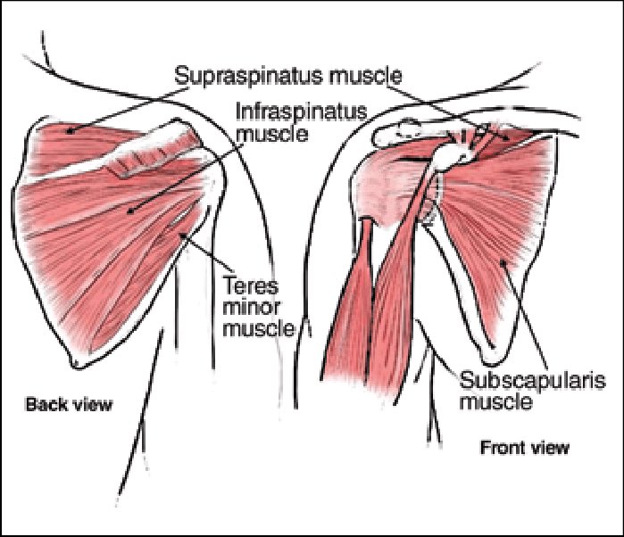 Subscapularis And Infraspinatus